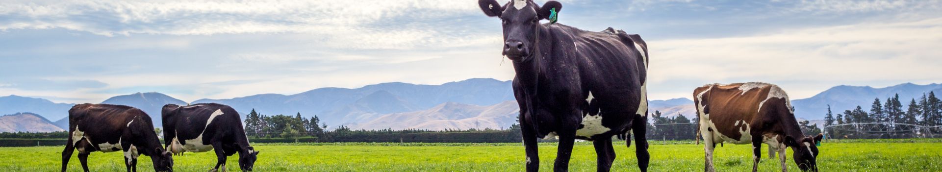 About Our Company - Carrfields - Your trusted partner