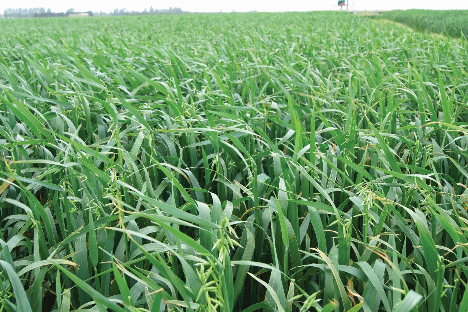 Goliath Feed Oats - Carrfields - Your trusted partner